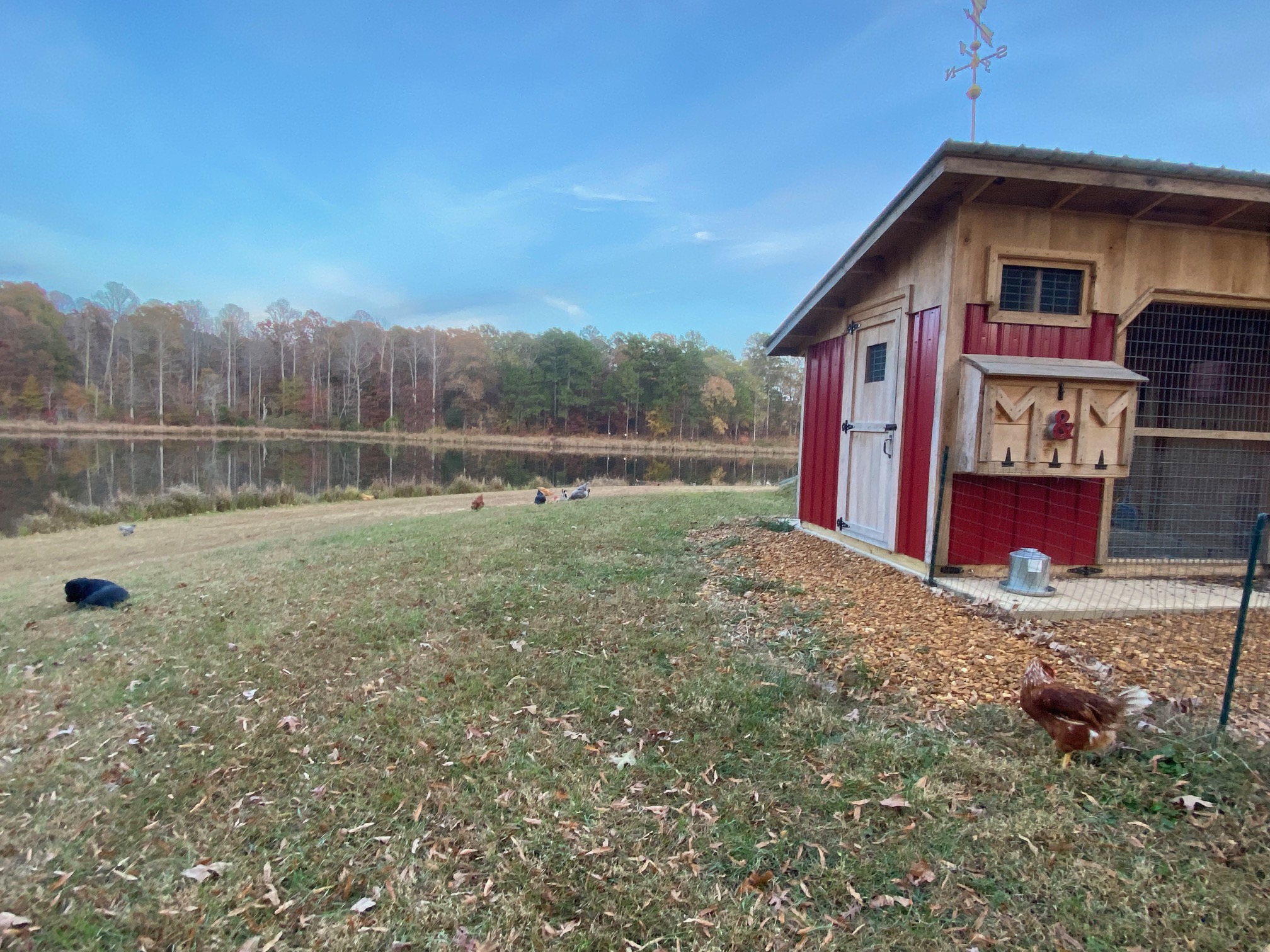 Building a Chicken Coop from Trees - Backyard Poultry